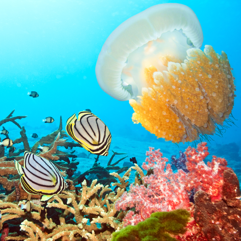 Scuba Diving Holiday Insurance Cover UK | Dive Master Insurance