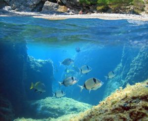 Travel Insurance Diving Cover for Scuba Divers | Dive Master Insurance